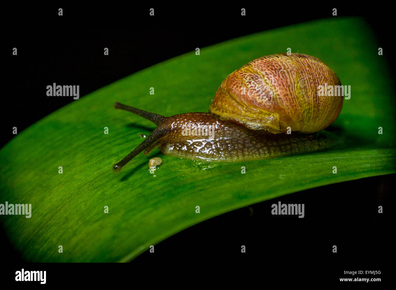 dark colored snail in nature sitting on green plant surface Stock Photo ...