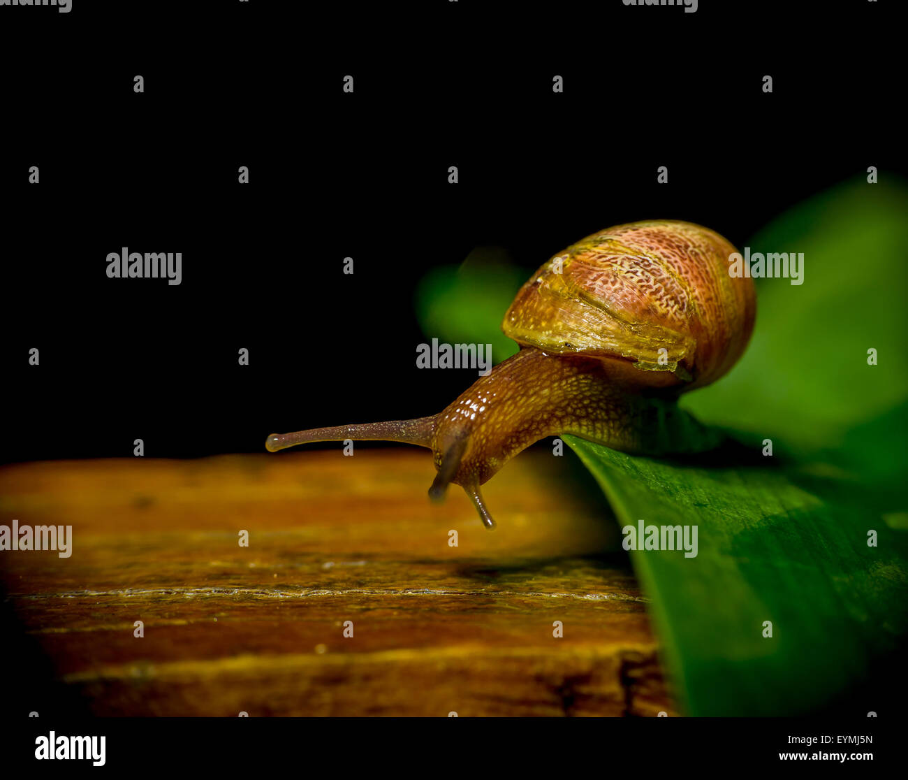 fantastic shot of dark colored snail leaping from green plant onto ...