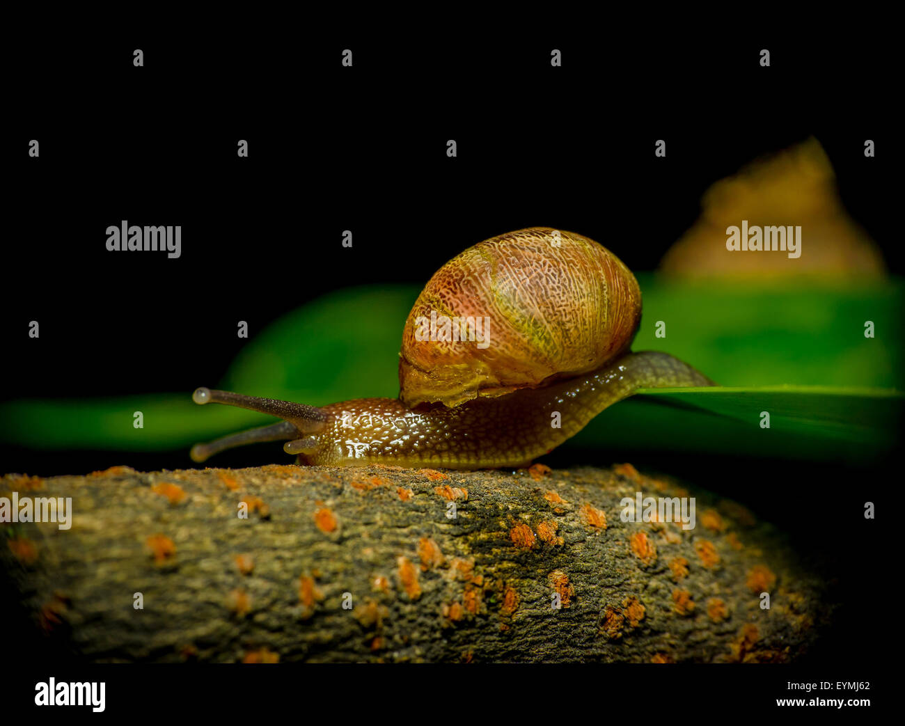 Slow moving snake hi-res stock photography and images - Alamy