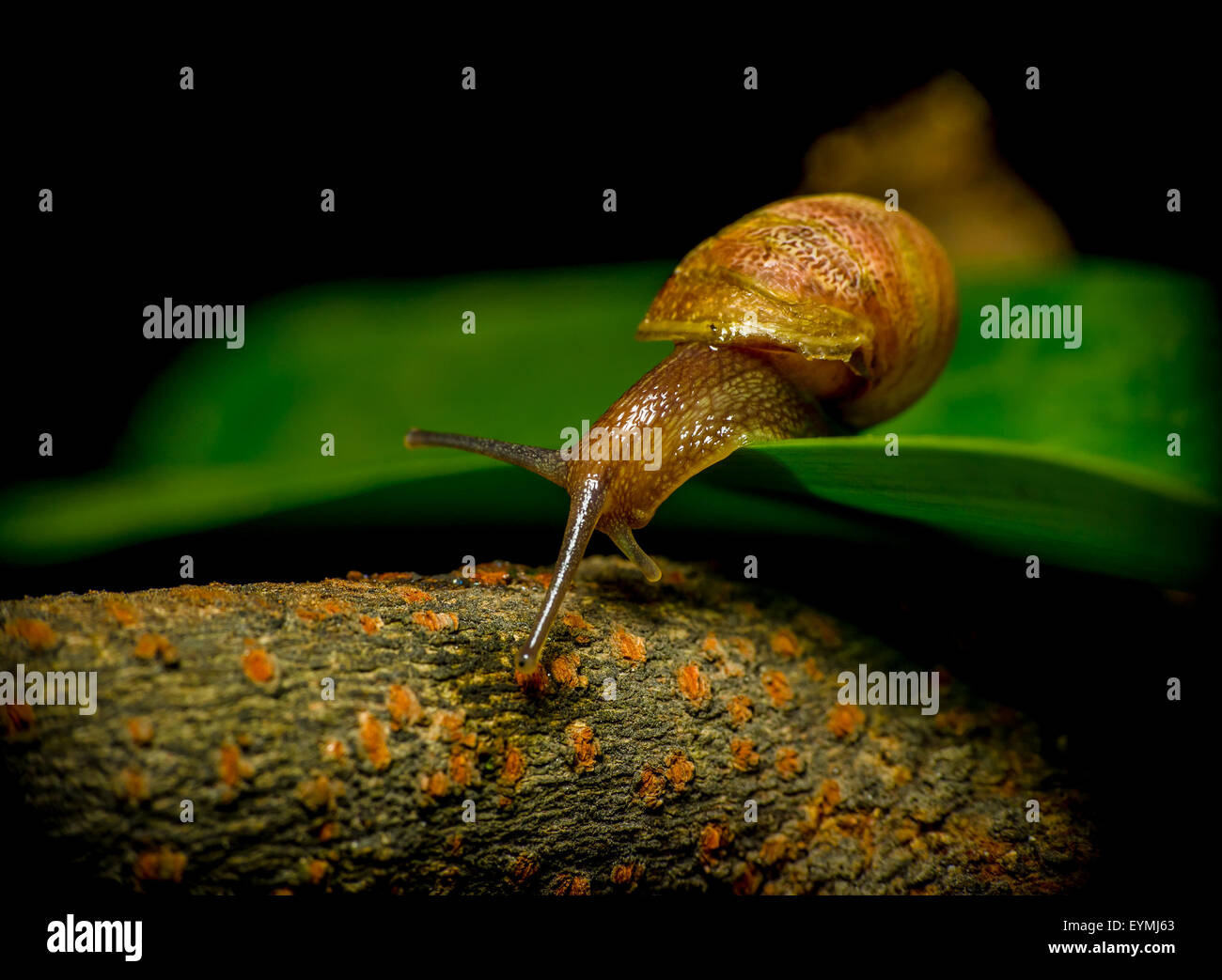 Closeup of snail on the move revealing great details in natural setting ...