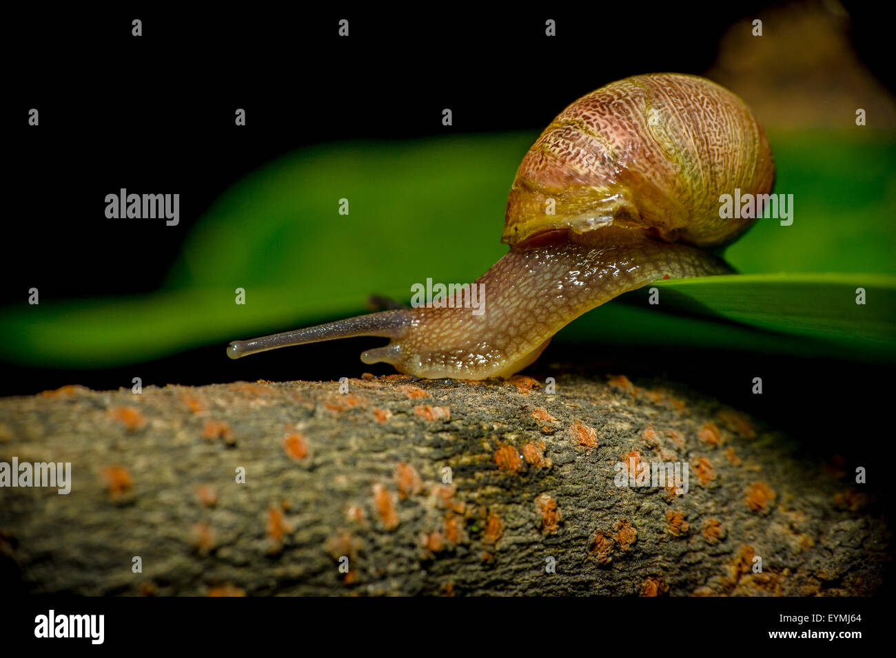 Closeup of snail on the move revealing great details in natural setting ...