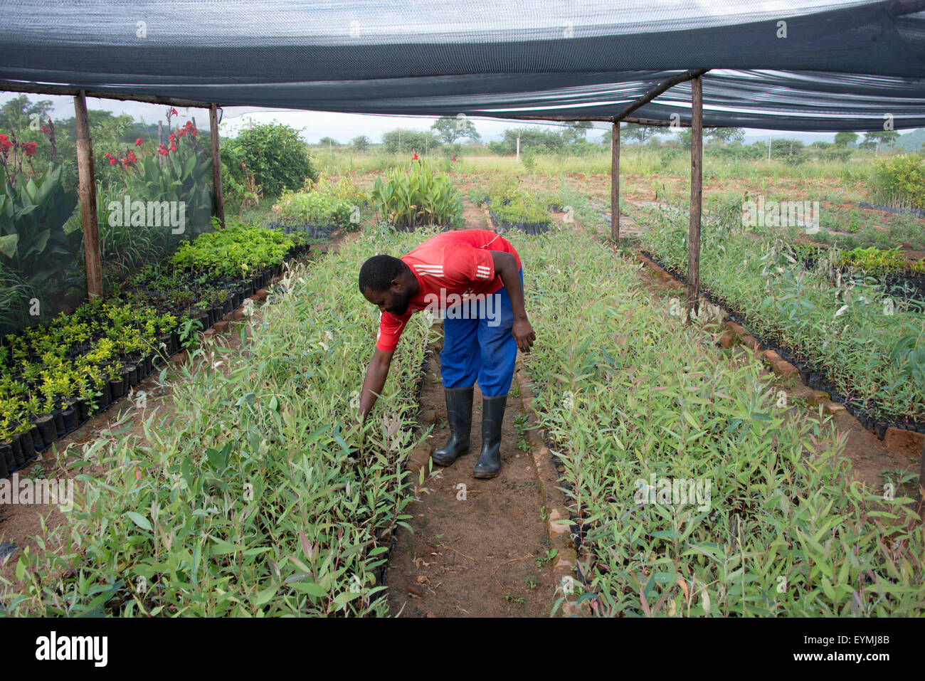 Nurturing saplings hi-res stock photography and images - Alamy