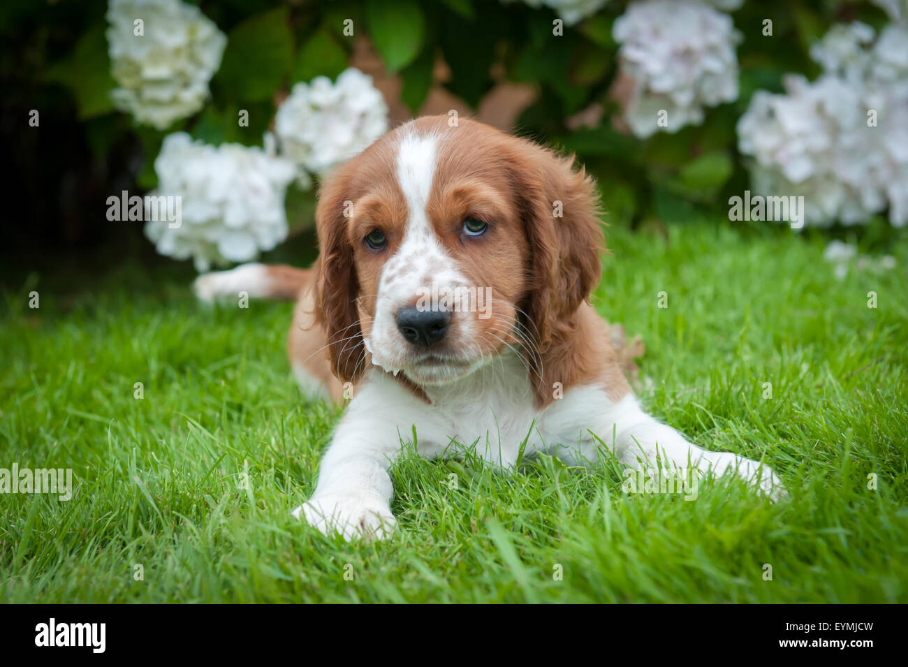 Welsh springer spaniel puppy hi-res stock photography and images - Alamy