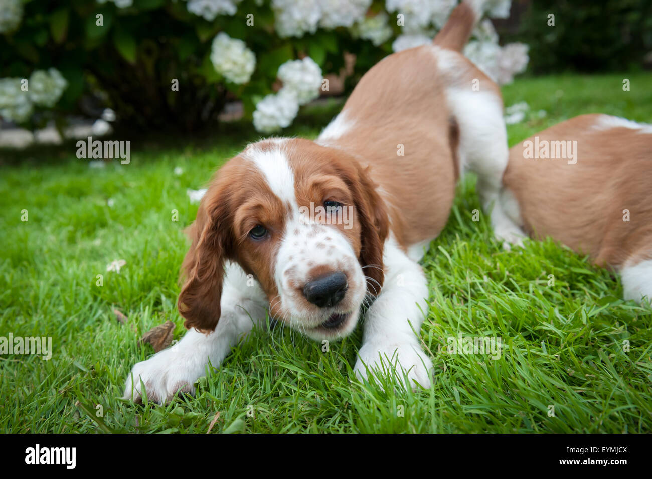 Welsh springer spaniel puppy hi-res stock photography and images - Alamy