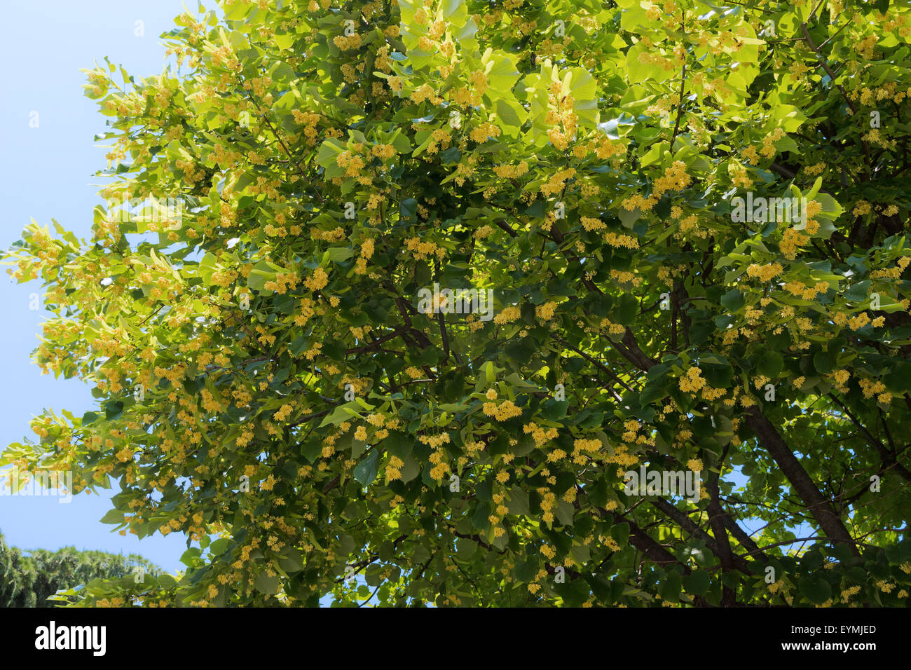 Branches of linden tree blooming (Tilia europaea Stock Photo - Alamy