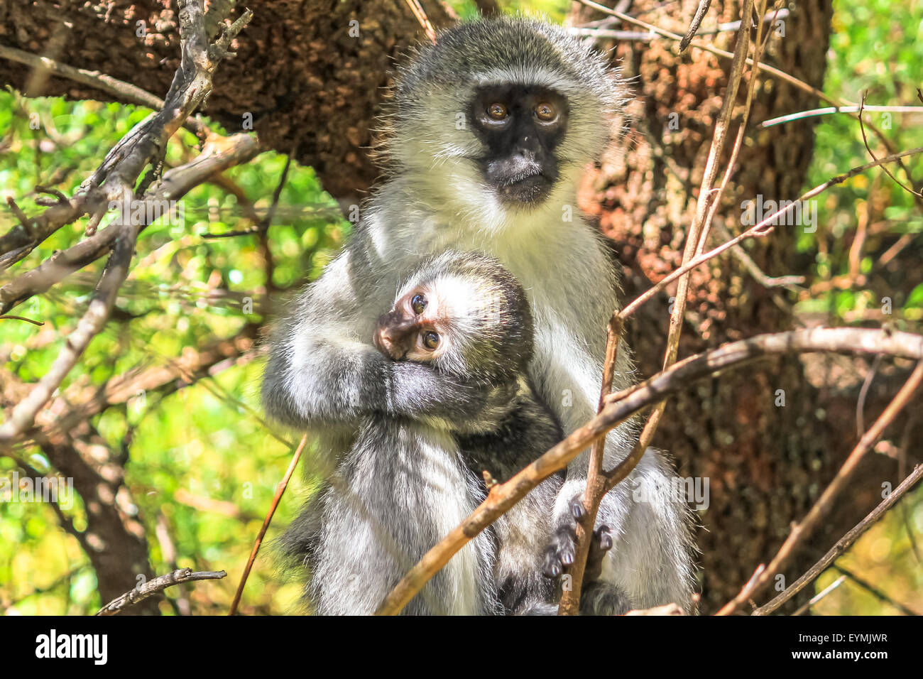 Monkey holding baby hi-res stock photography and images - Alamy