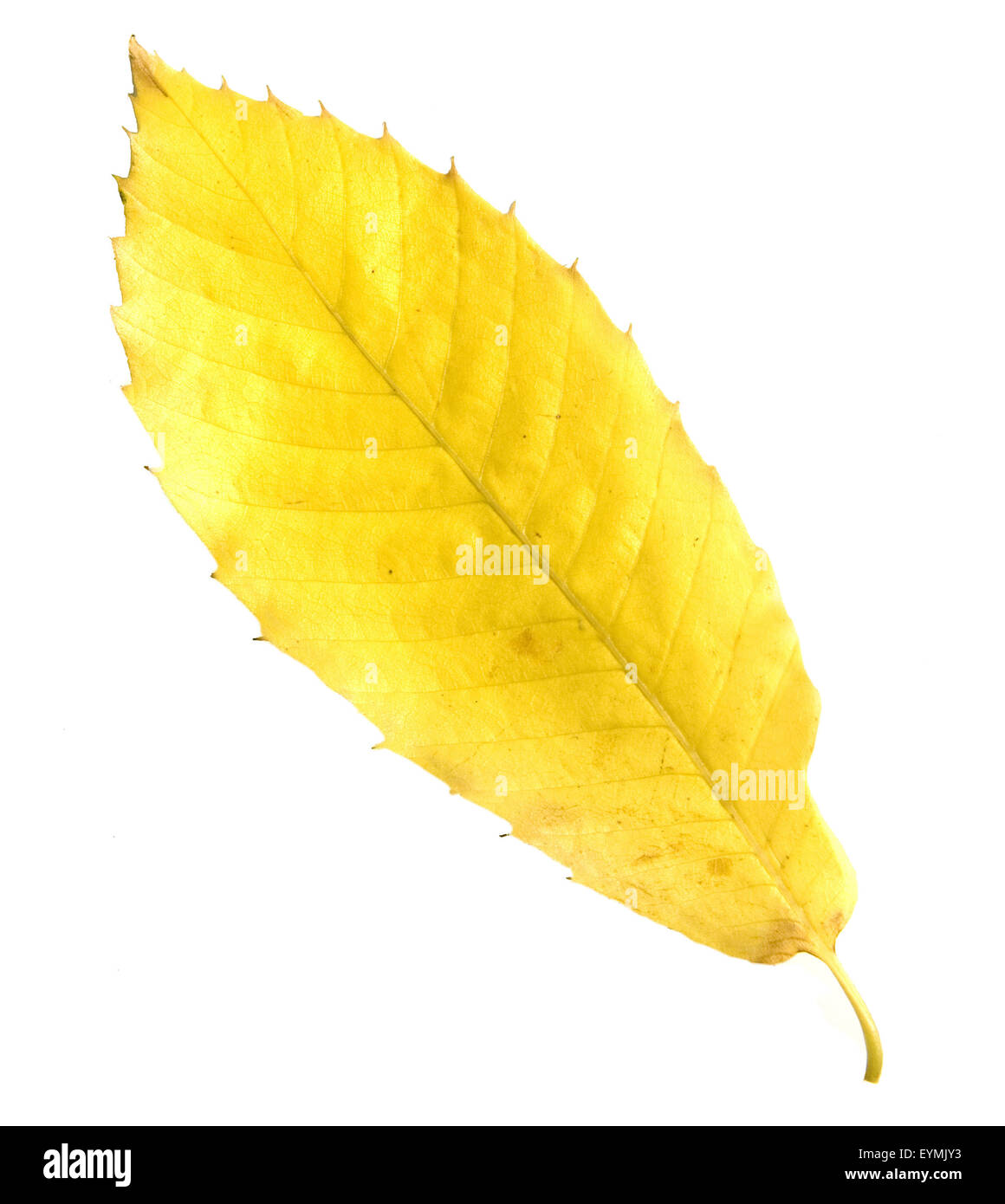 Esskastanien, Edelkastanie, Castanea, sativa, Herbstfaerbung Stock ...