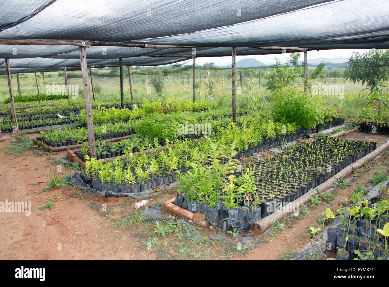 Nursery saplings hi-res stock photography and images - Alamy