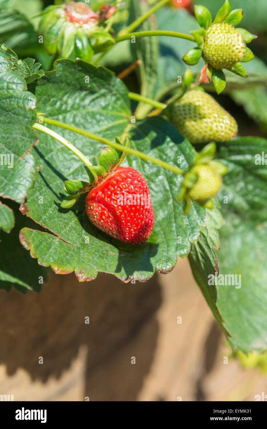 Strawberry plant with fruit Stock Photo - Alamy