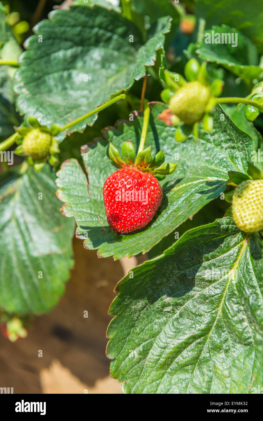 Strawberry plant with fruit Stock Photo - Alamy