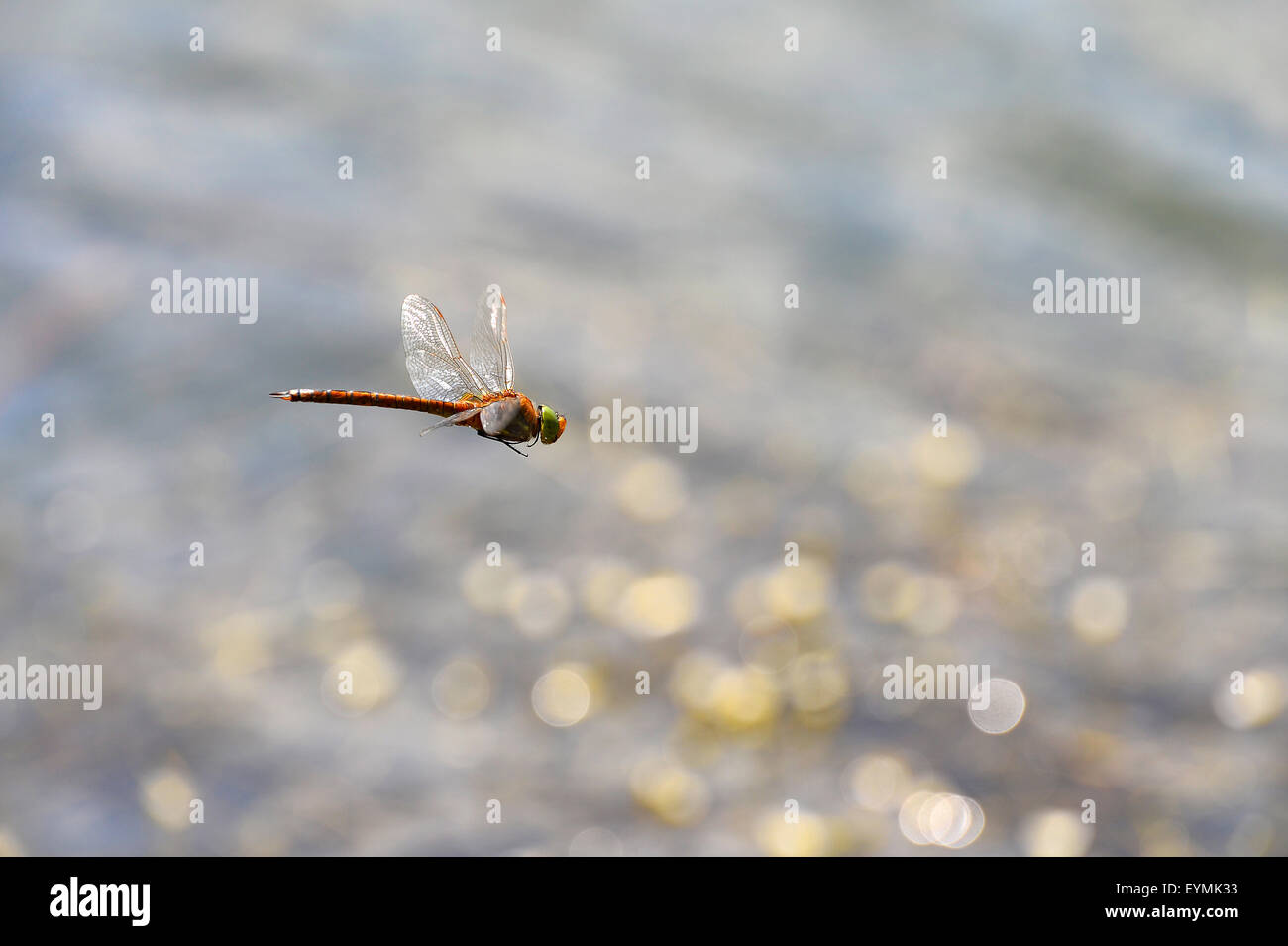 Dragonfly Flying Over Water
