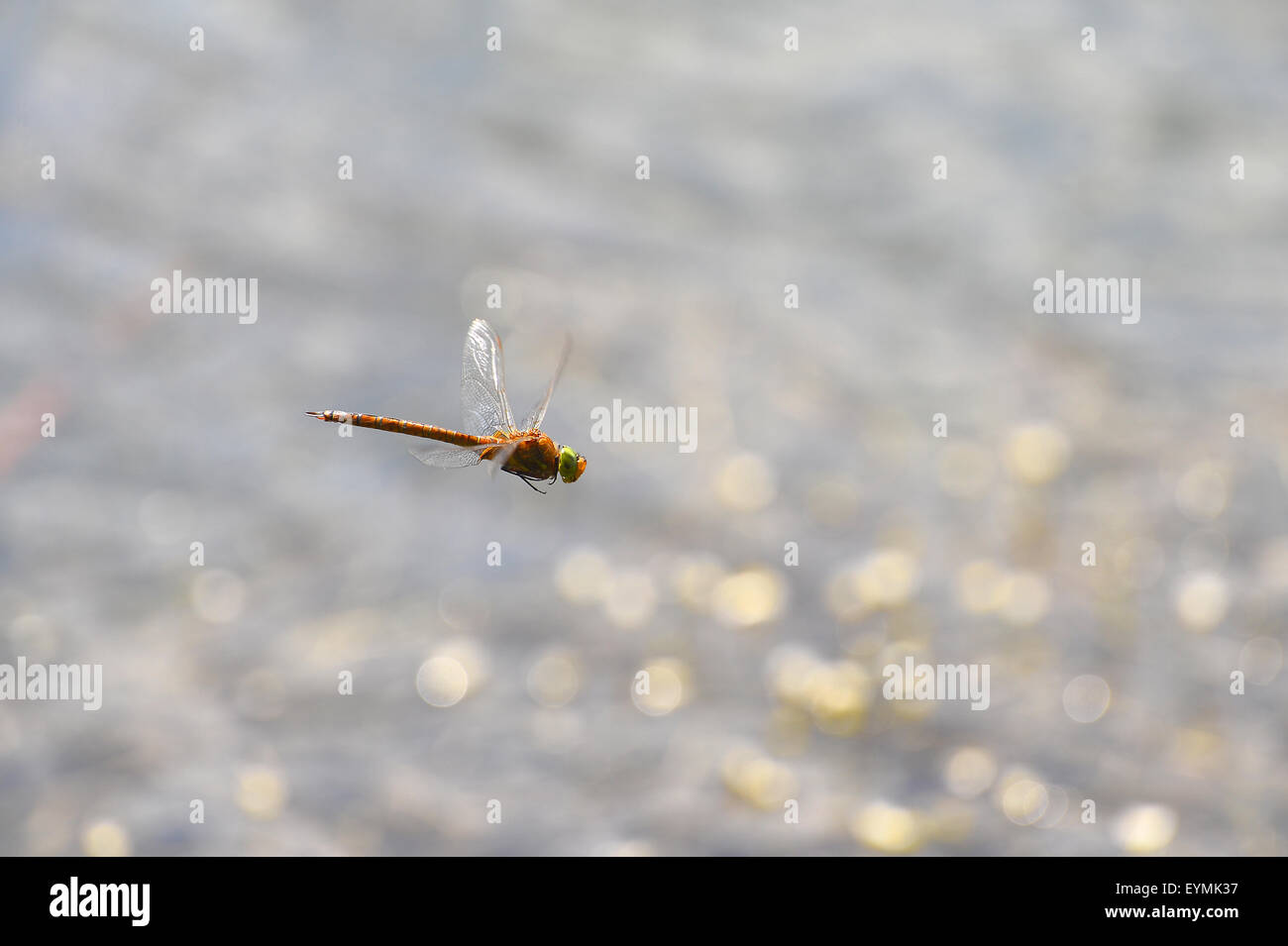 Summer flying insects hi-res stock photography and images - Alamy