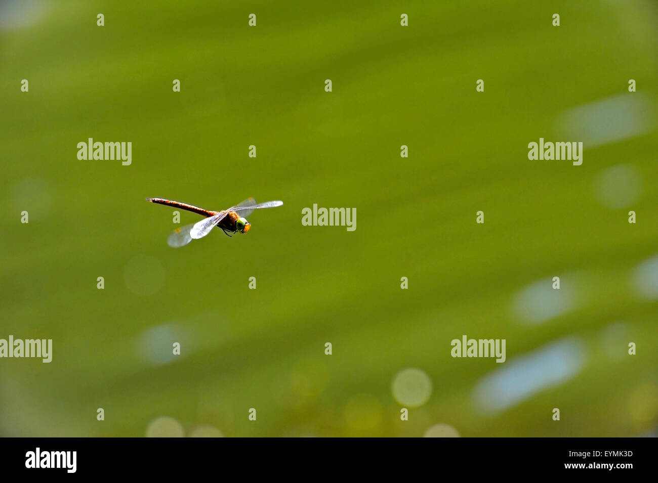 Summer flying insects hi-res stock photography and images - Alamy