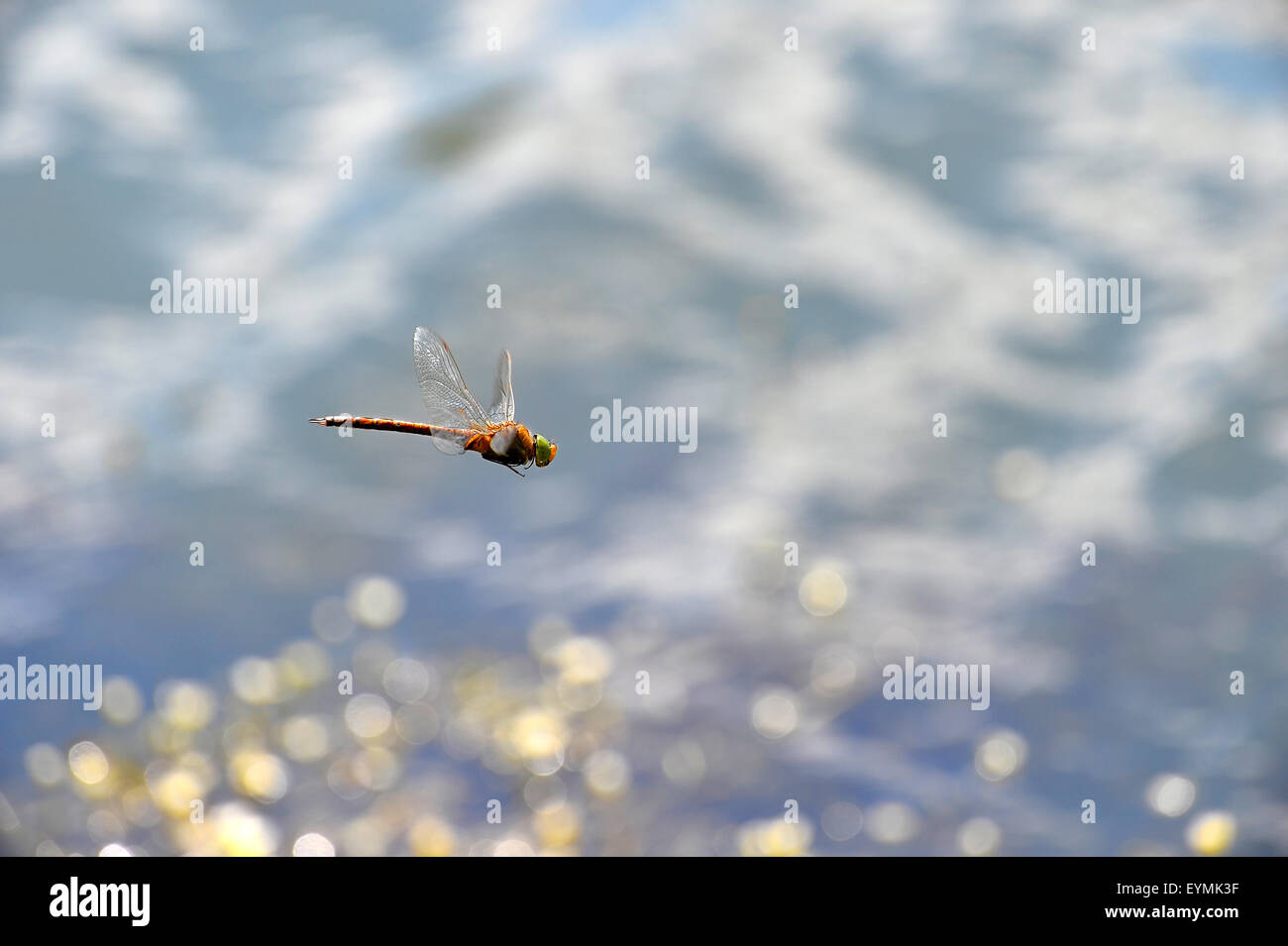 Summer flying insects hi-res stock photography and images - Alamy