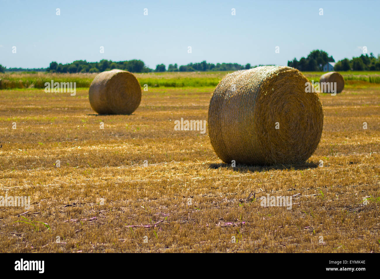 Summer hay hi-res stock photography and images - Alamy