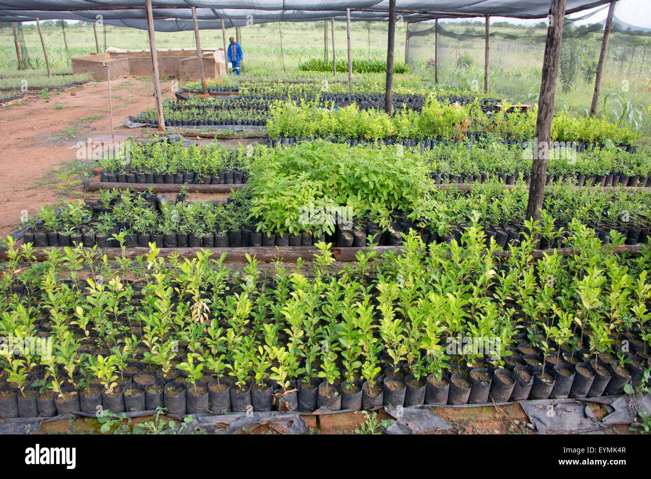 Community tree planting africa hi-res stock photography and images - Alamy