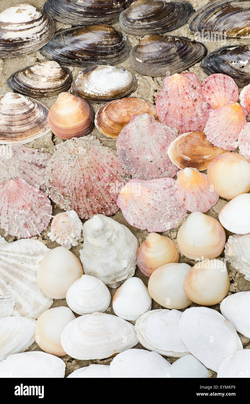 Textured shells hi-res stock photography and images - Alamy