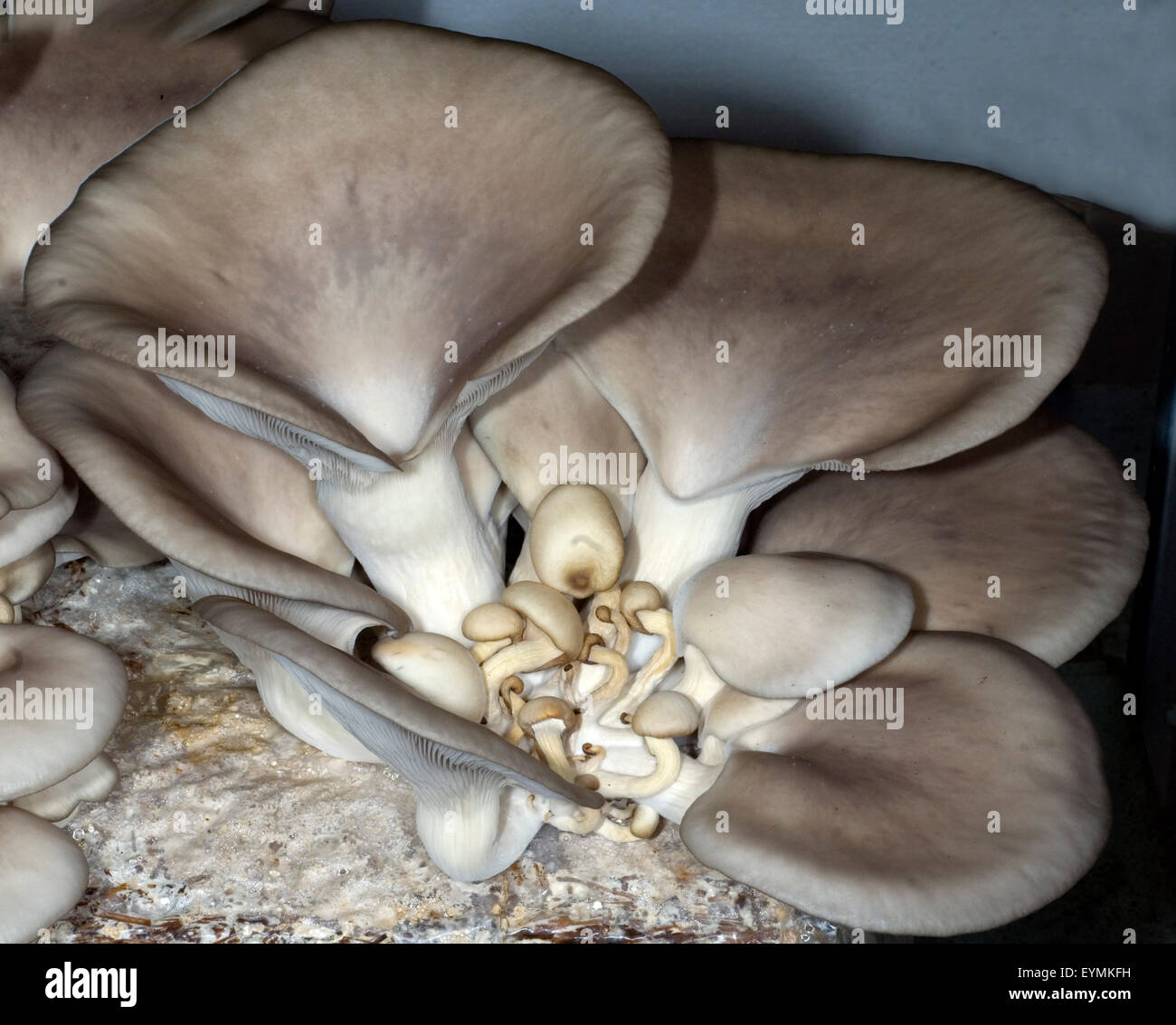Austernseitling pleurotus pulmonarius zuchtpilz hi-res stock ...