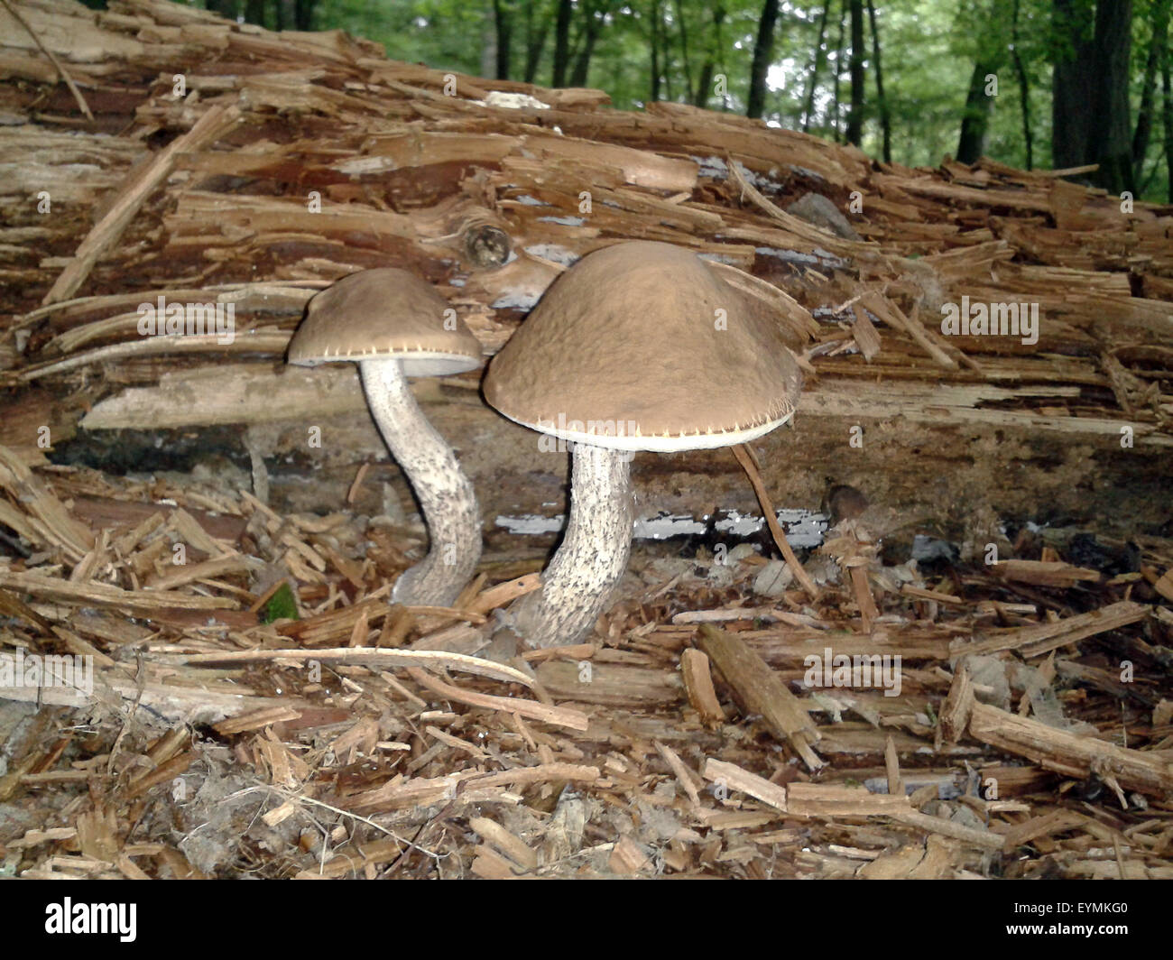 Birkenpilz, Leccinum, scabrum, syn. Birkenroehrling Stock Photo - Alamy