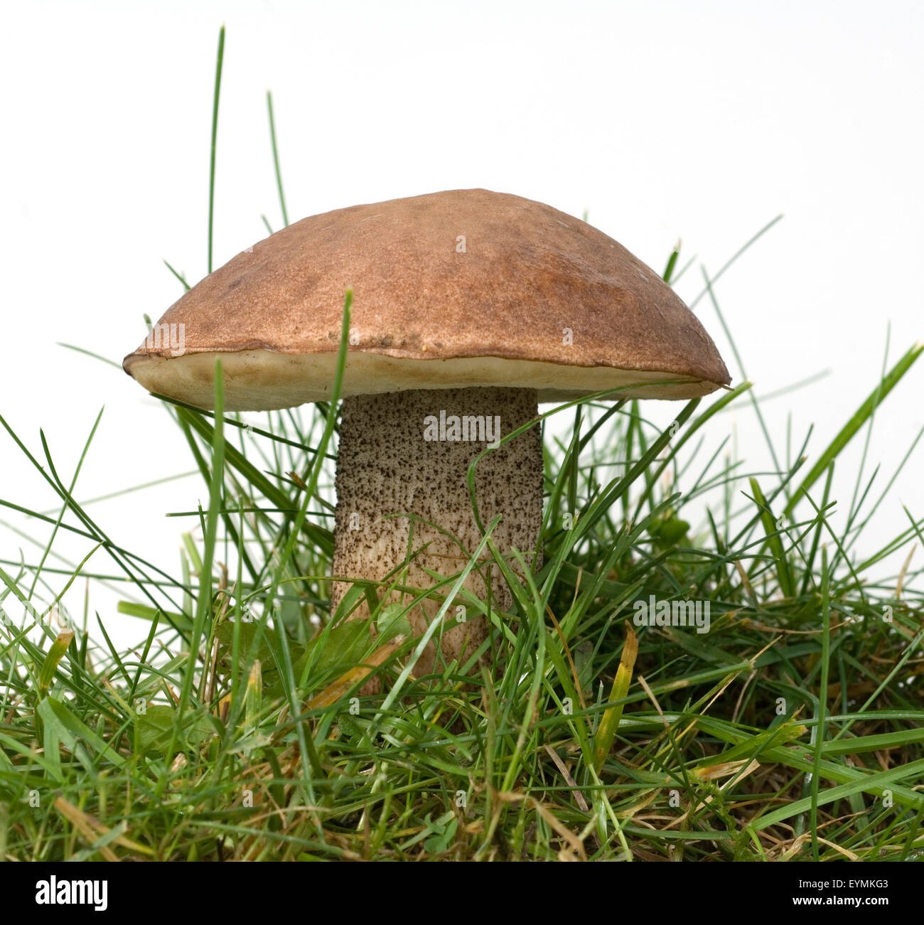 Pilze essbar hi-res stock photography and images - Alamy