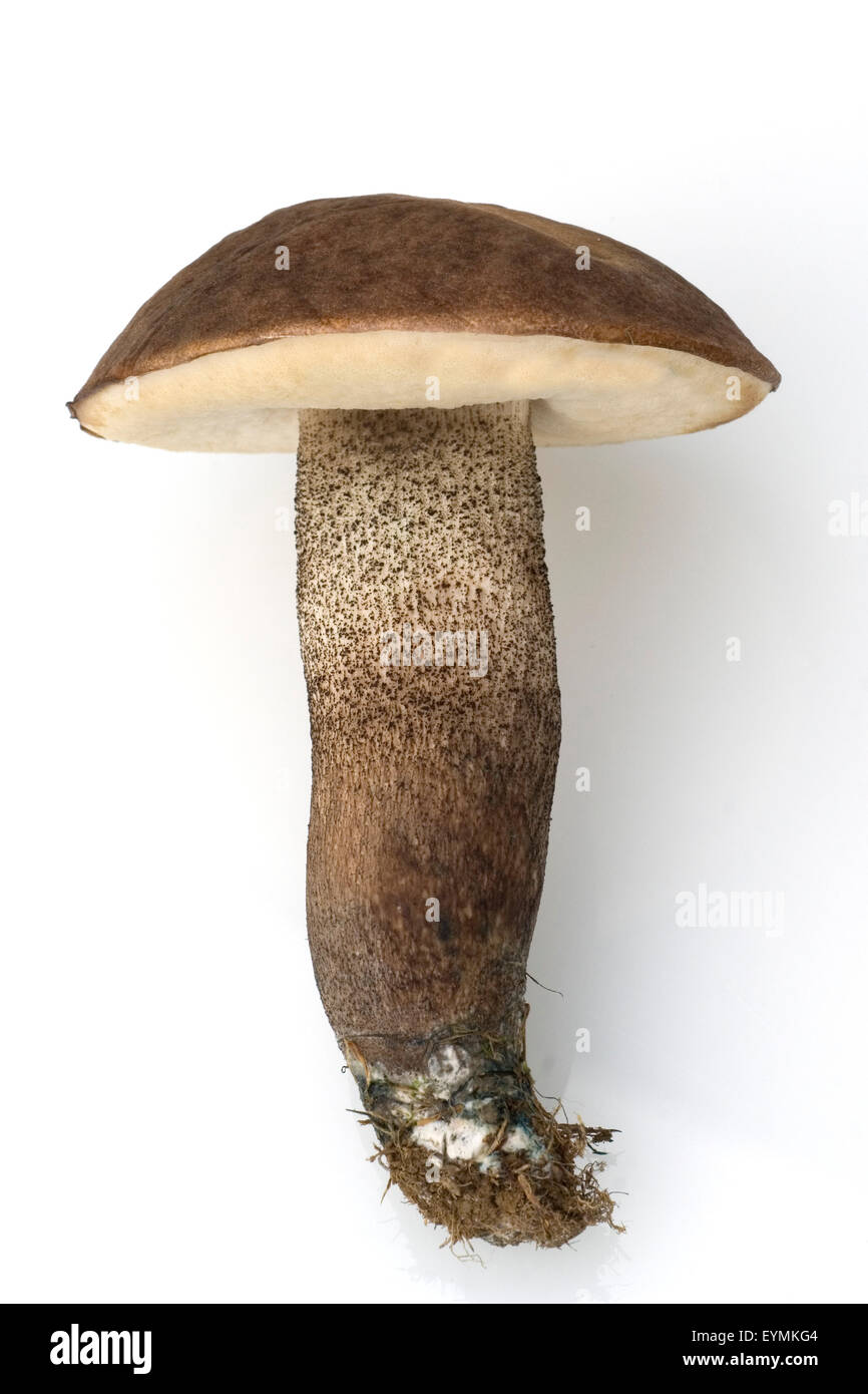 Pilze Essbar High Resolution Stock Photography and Images - Alamy
