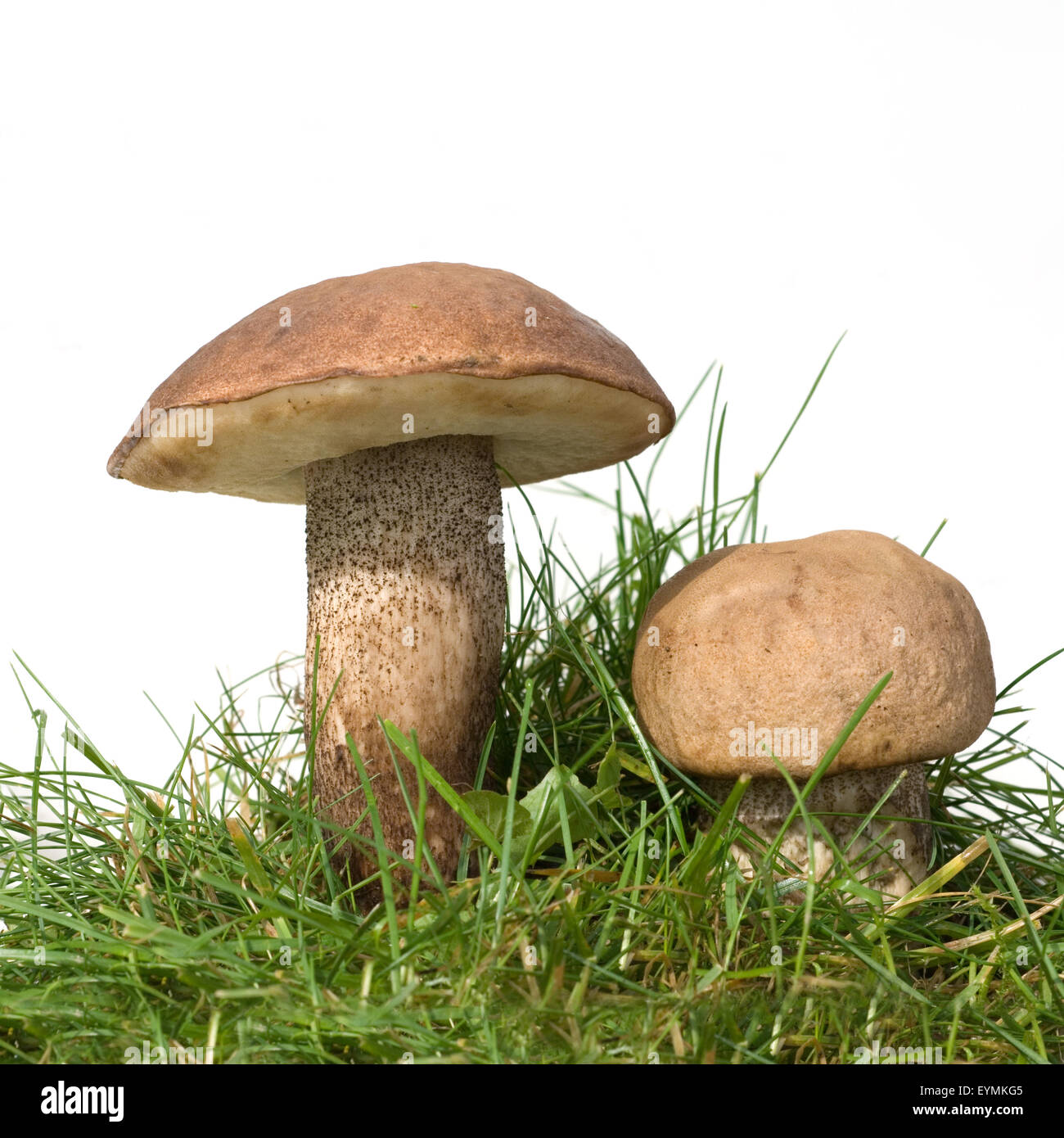 Leccinum Testaceoscabrum High Resolution Stock Photography and Images ...