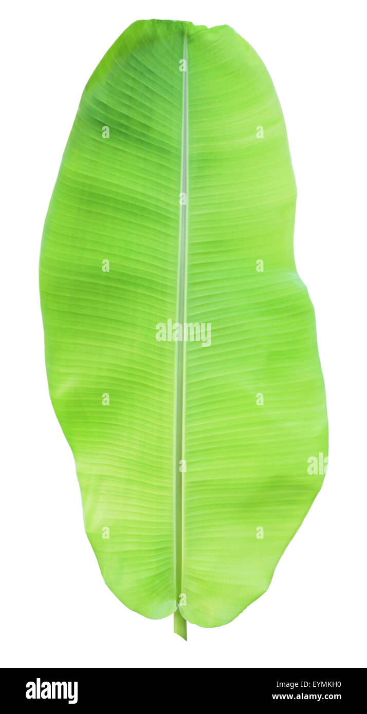 Fresh banana leaf isolated on white background Stock Photo - Alamy