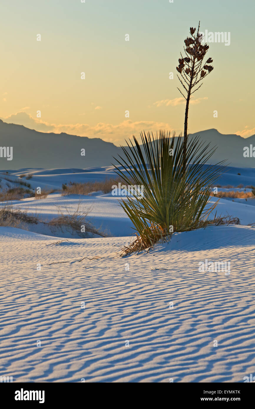 Yucca, White Sands National Monument, New Mexico, USA Stock Photo - Alamy