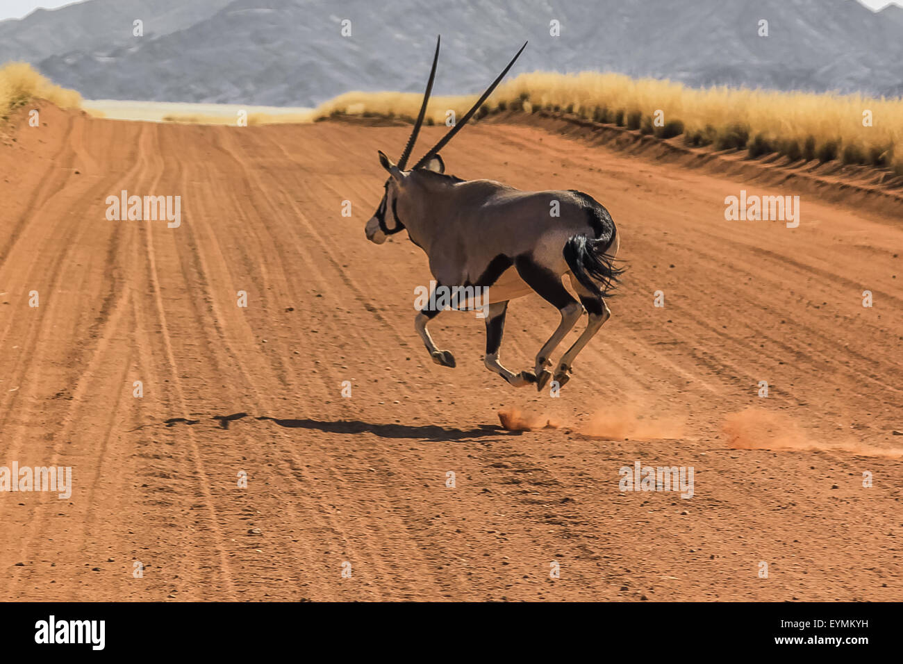 Gemsbok running desert hi-res stock photography and images - Alamy