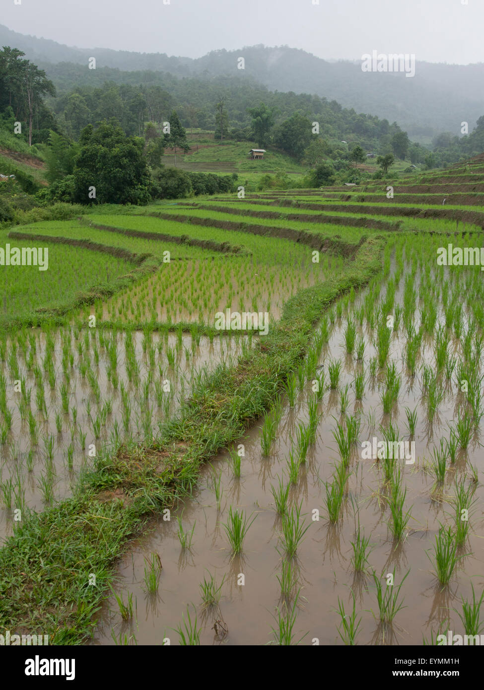 Rice paddy field in northern Thailand Stock Photo - Alamy
