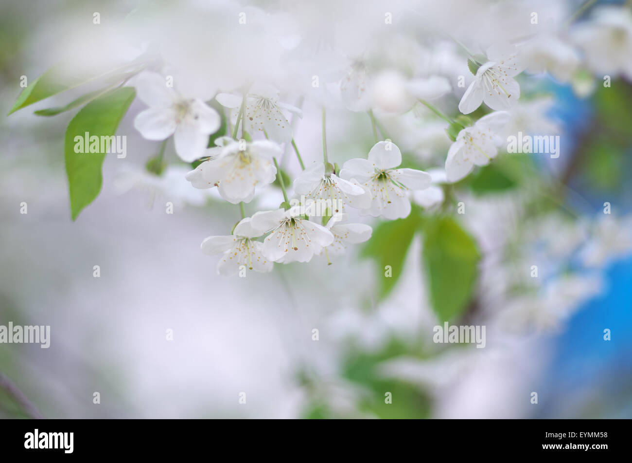 Spring tree flower set. Shallow depth-of-field Stock Photo - Alamy