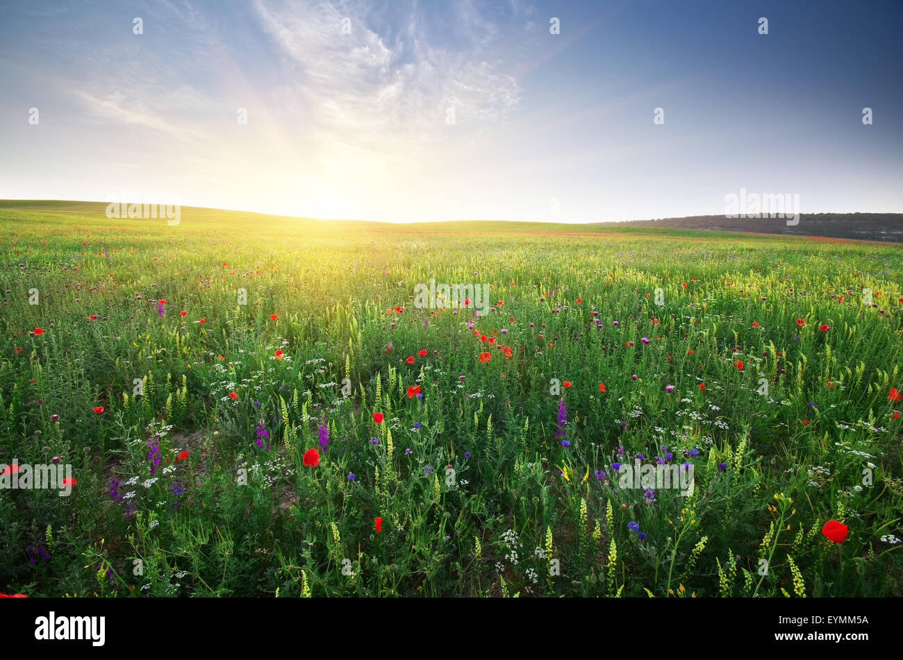 Spring meadow. Composition of nature Stock Photo - Alamy