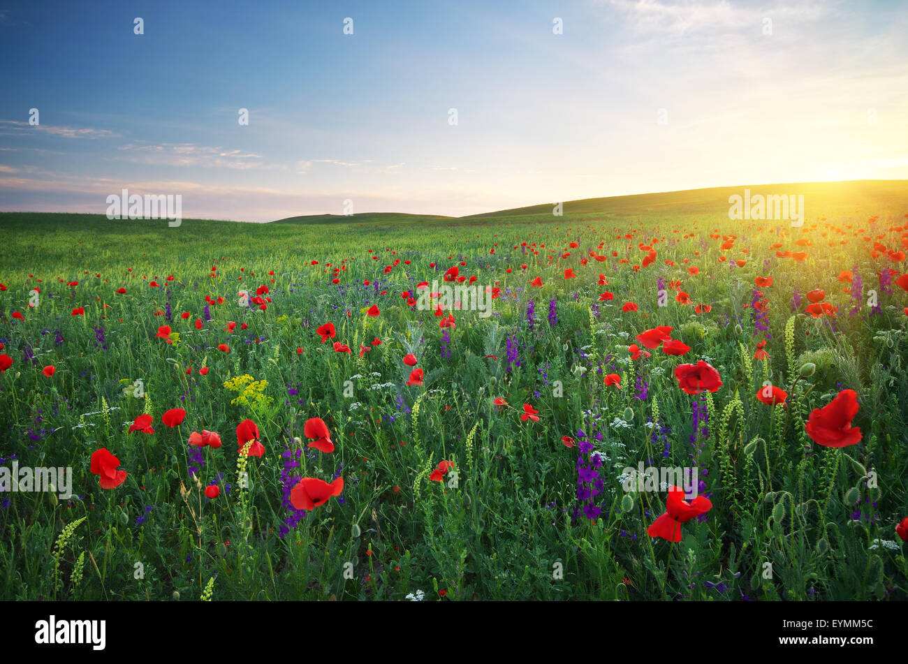 Spring meadow. Composition of nature Stock Photo - Alamy