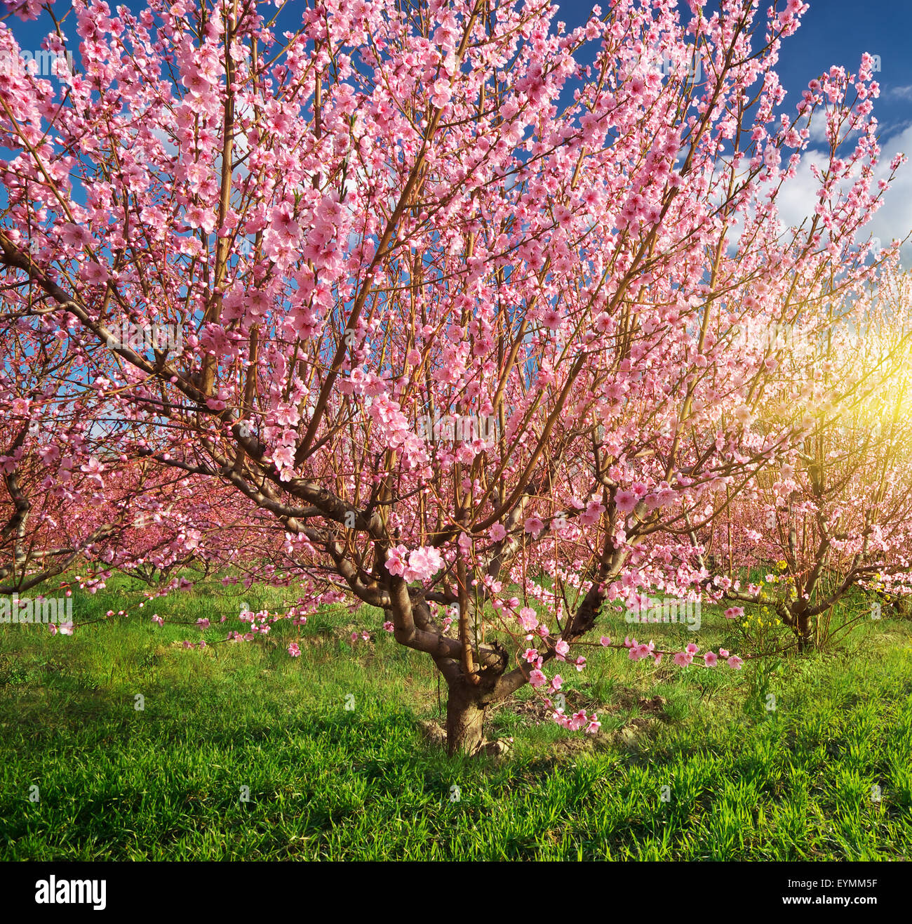 Spring garden. Blooming trees. Nature composition Stock Photo - Alamy