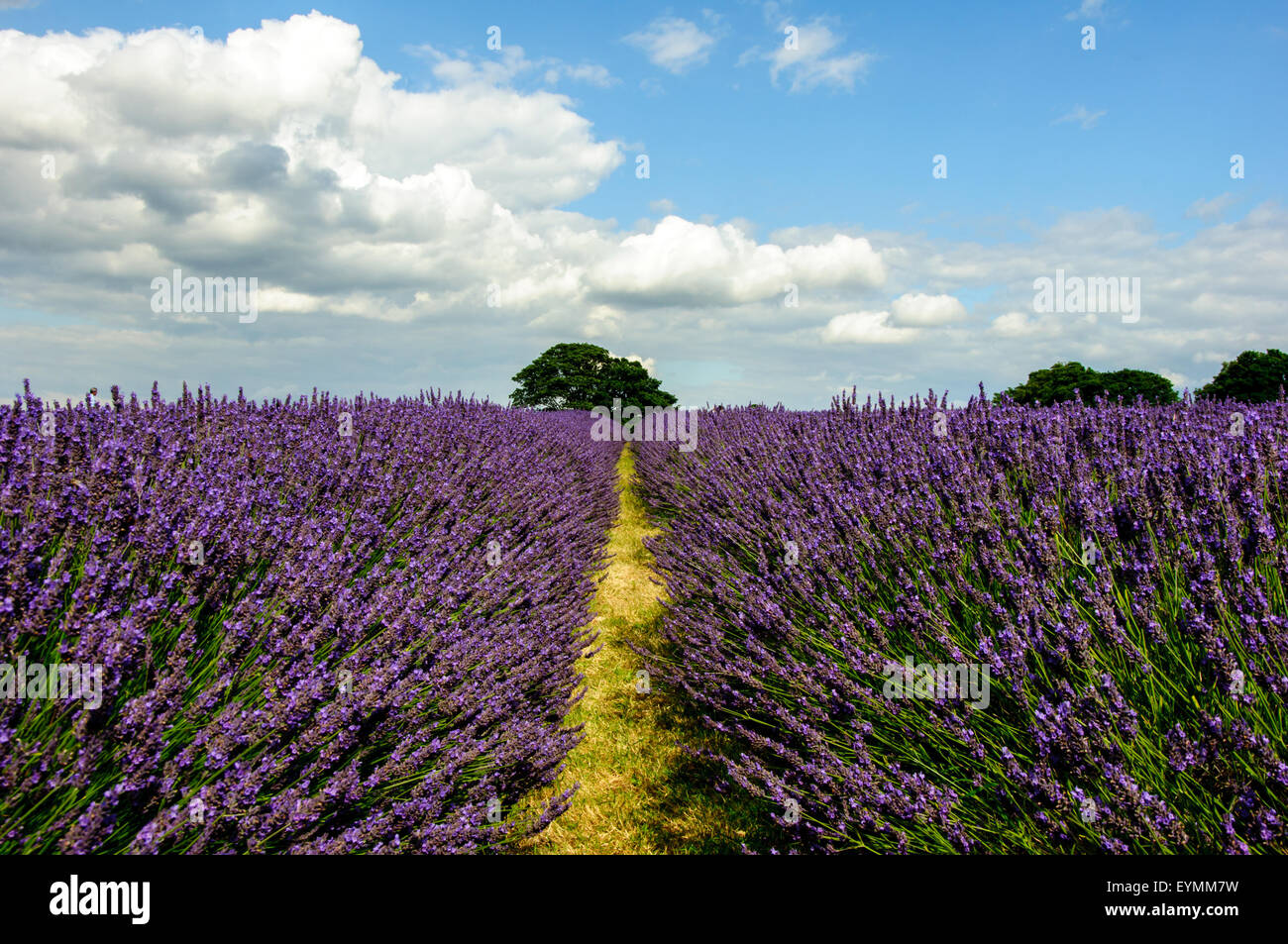 Lavender flower field, Banstead, England, UK Stock Photo - Alamy