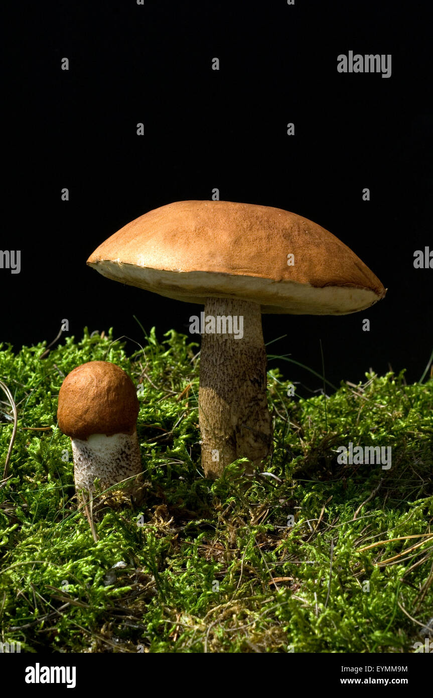 Pilze essbar hi-res stock photography and images - Alamy