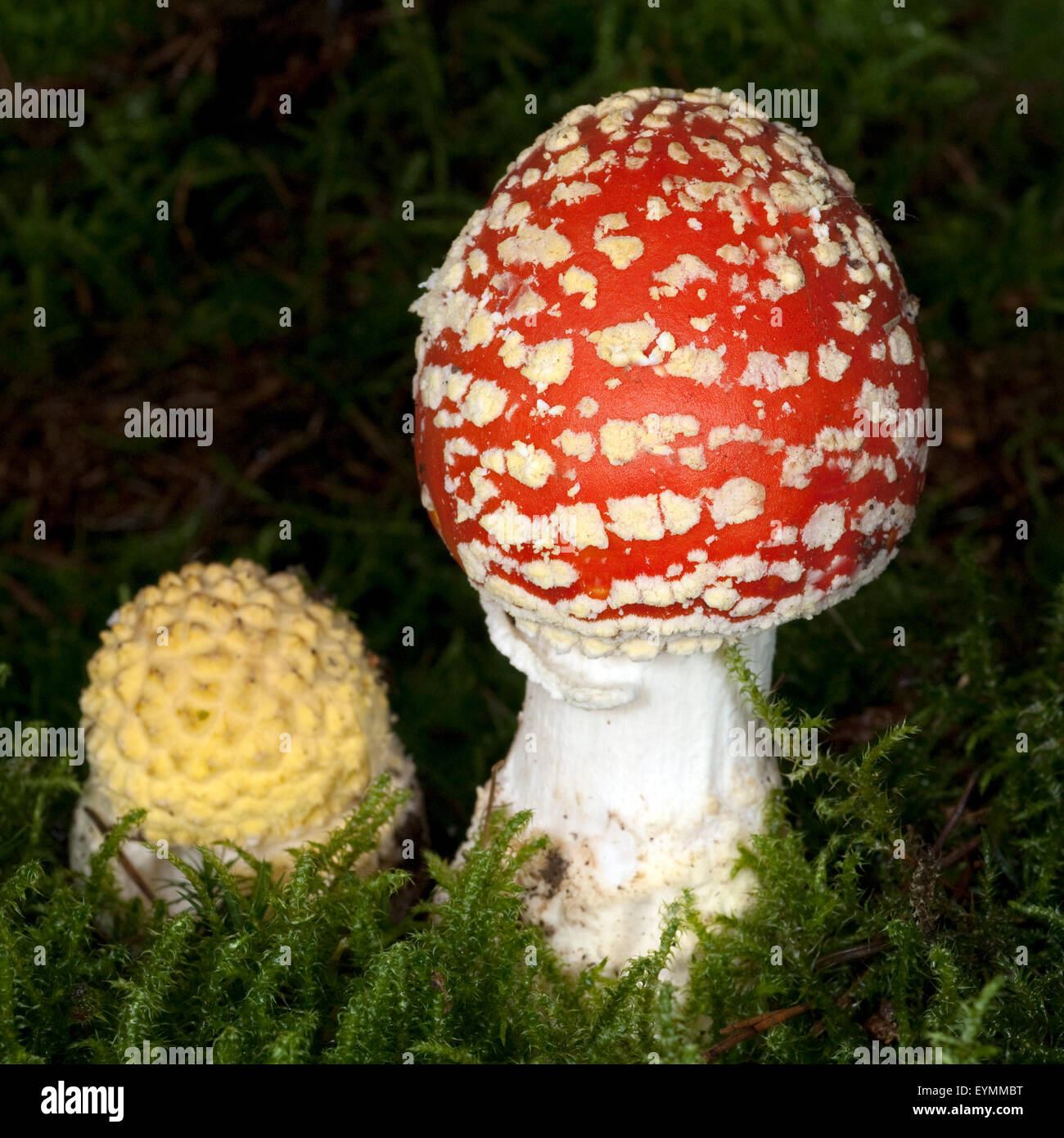 Giftiger hi-res stock photography and images - Alamy