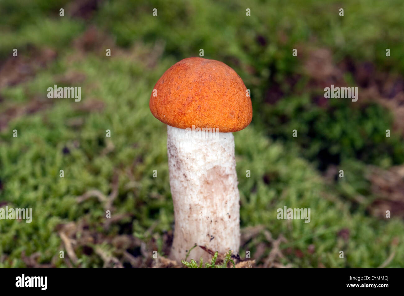 Birken pilze hi-res stock photography and images - Alamy