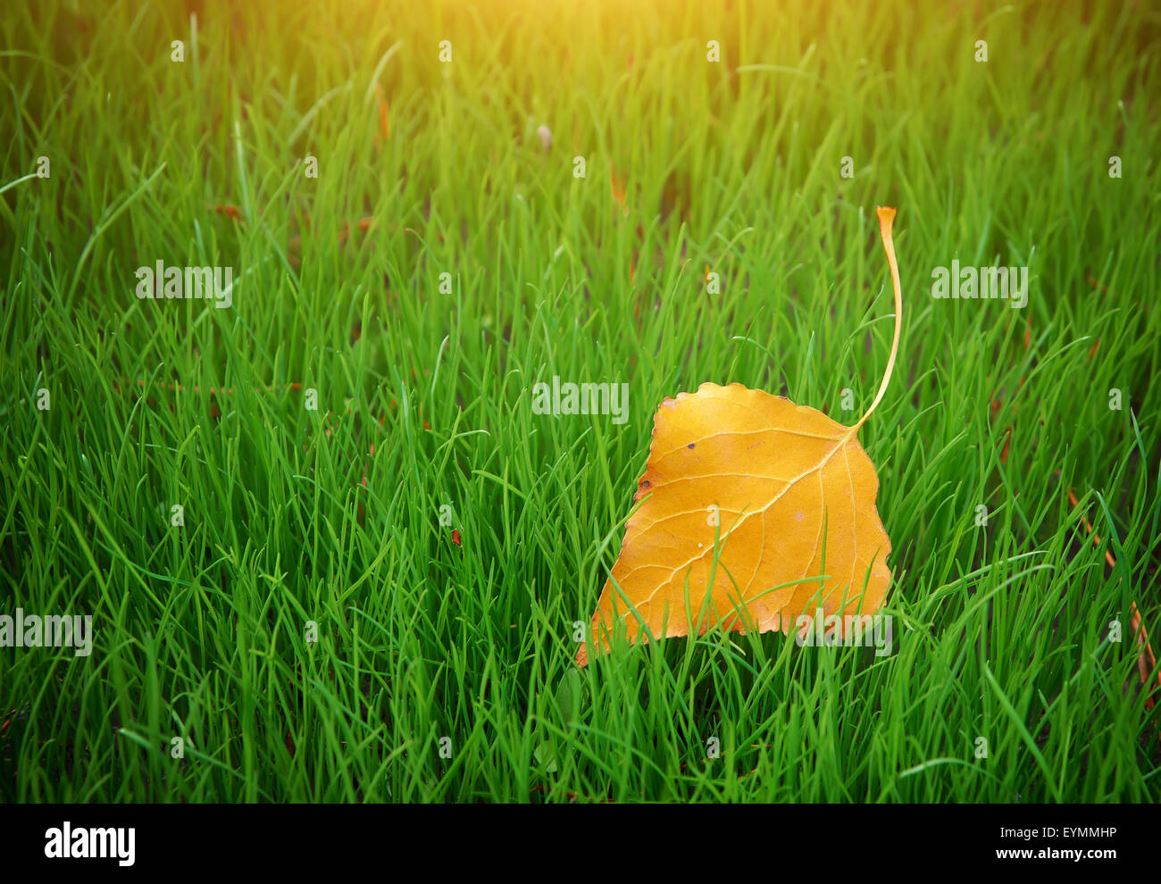 First fall leaf hi-res stock photography and images - Alamy
