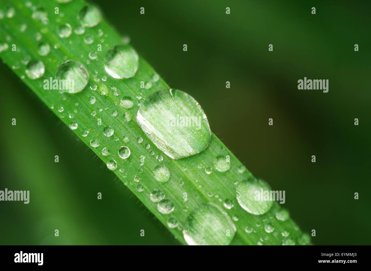 Macro of raindrop. Composition of nature Stock Photo - Alamy