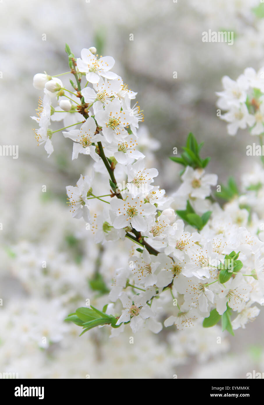 Beautiful big tree white flowers hi-res stock photography and images ...