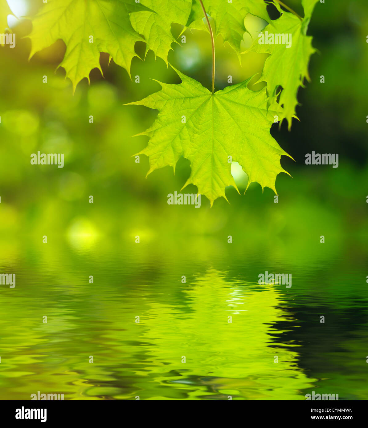 Spring leaf. Composition of nature Stock Photo - Alamy
