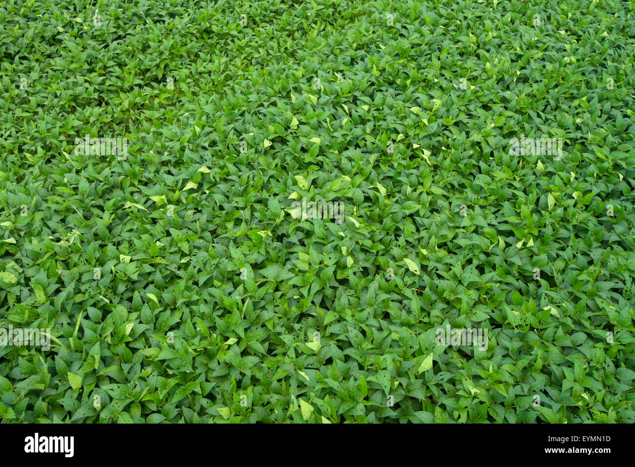 Soy field africa hi-res stock photography and images - Alamy