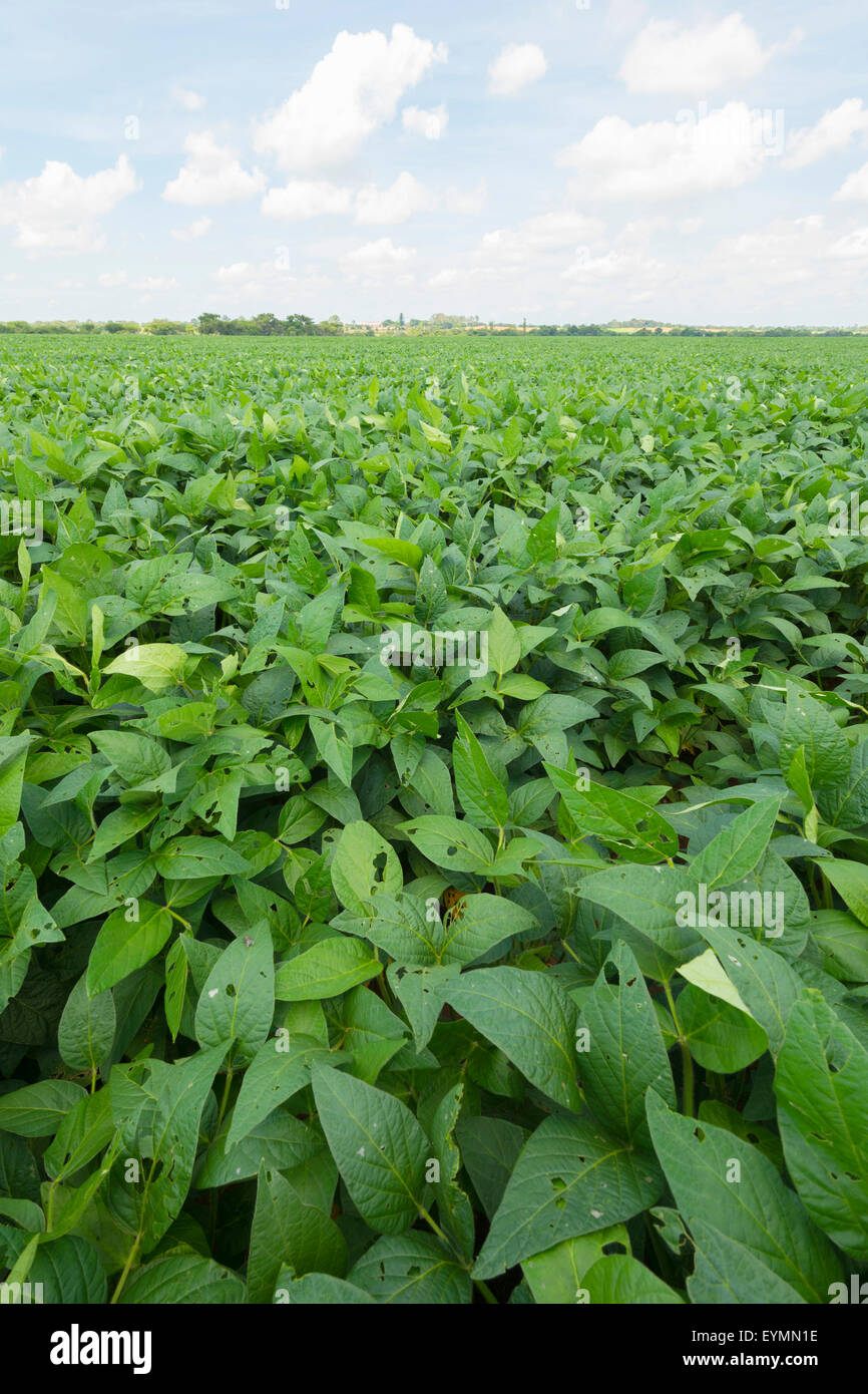 Soy field africa hi-res stock photography and images - Alamy