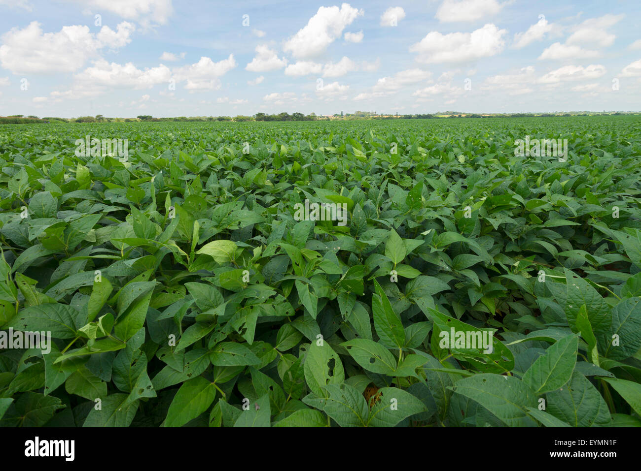Soy field africa hi-res stock photography and images - Alamy
