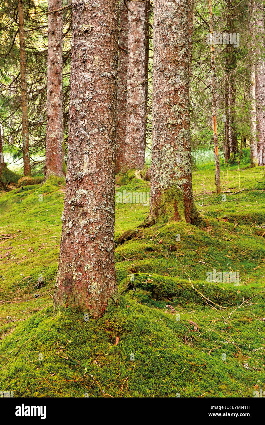 Germany, Black Forest: Spruce and fir trees in the "Zauberwald" in ...