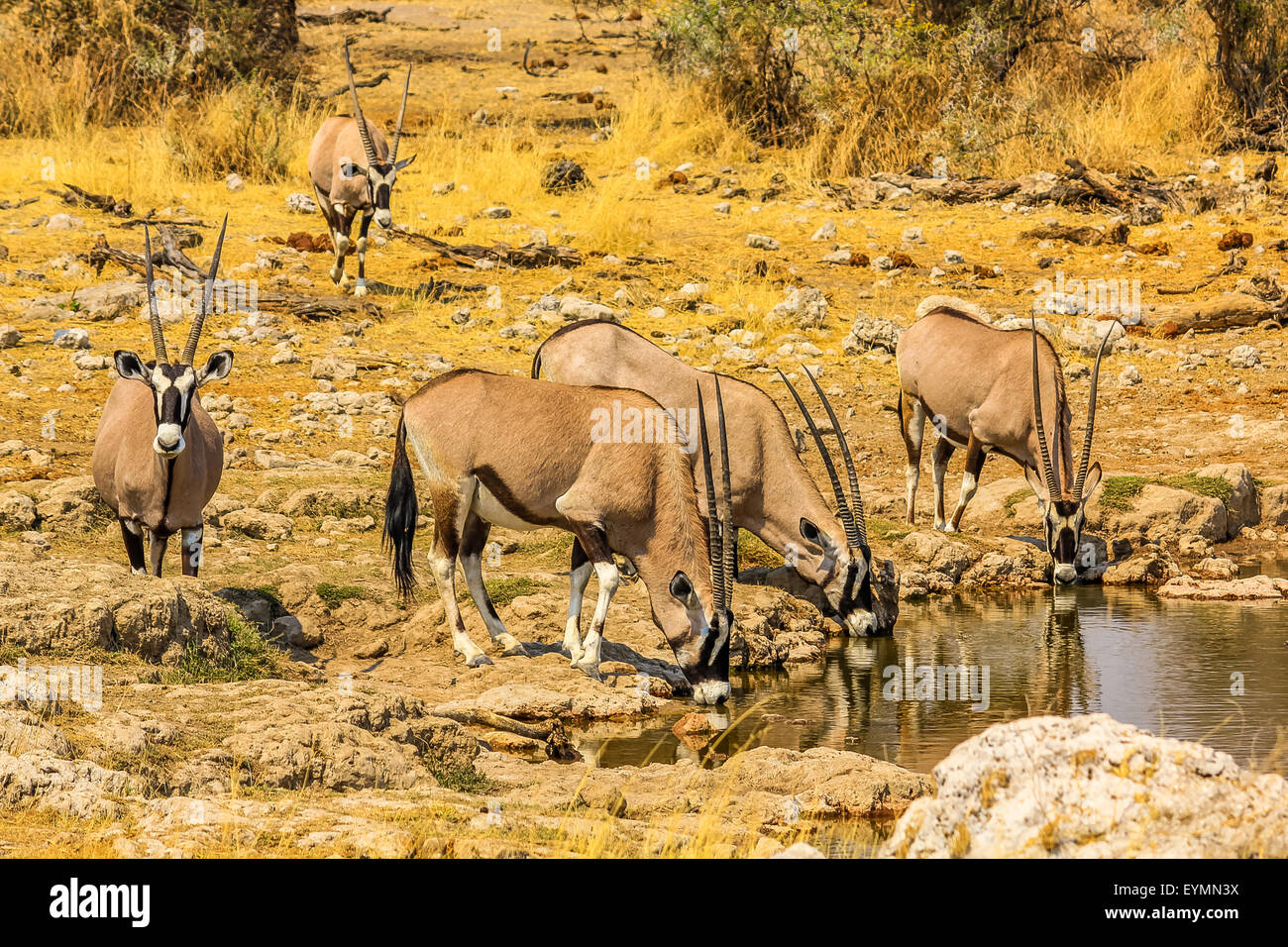 African animals drinking hi-res stock photography and images - Alamy