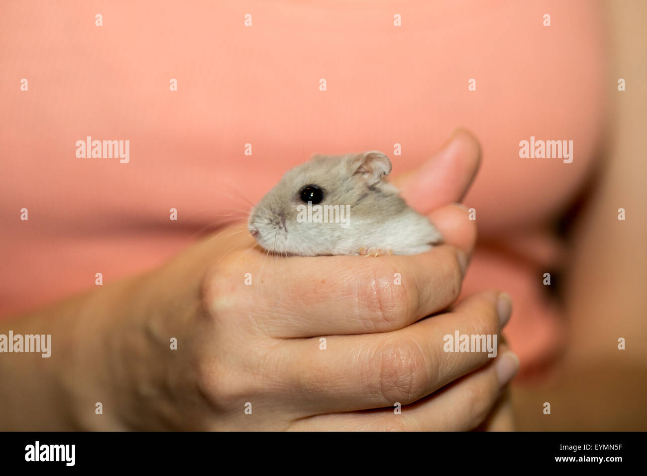 Siberian hamster hi-res stock photography and images - Alamy