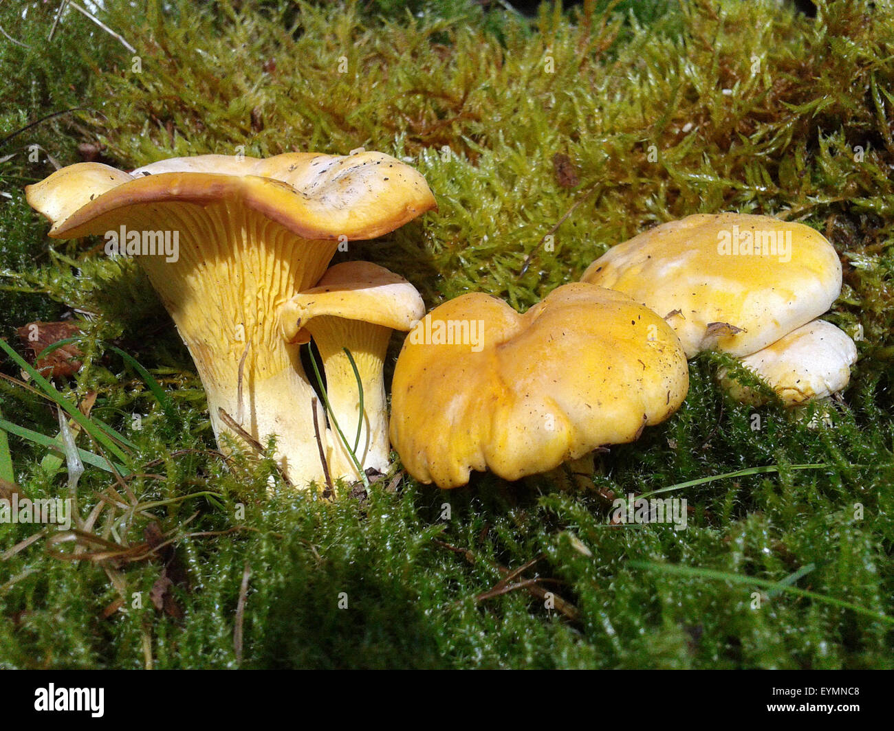 Pfifferlinge hi-res stock photography and images - Alamy