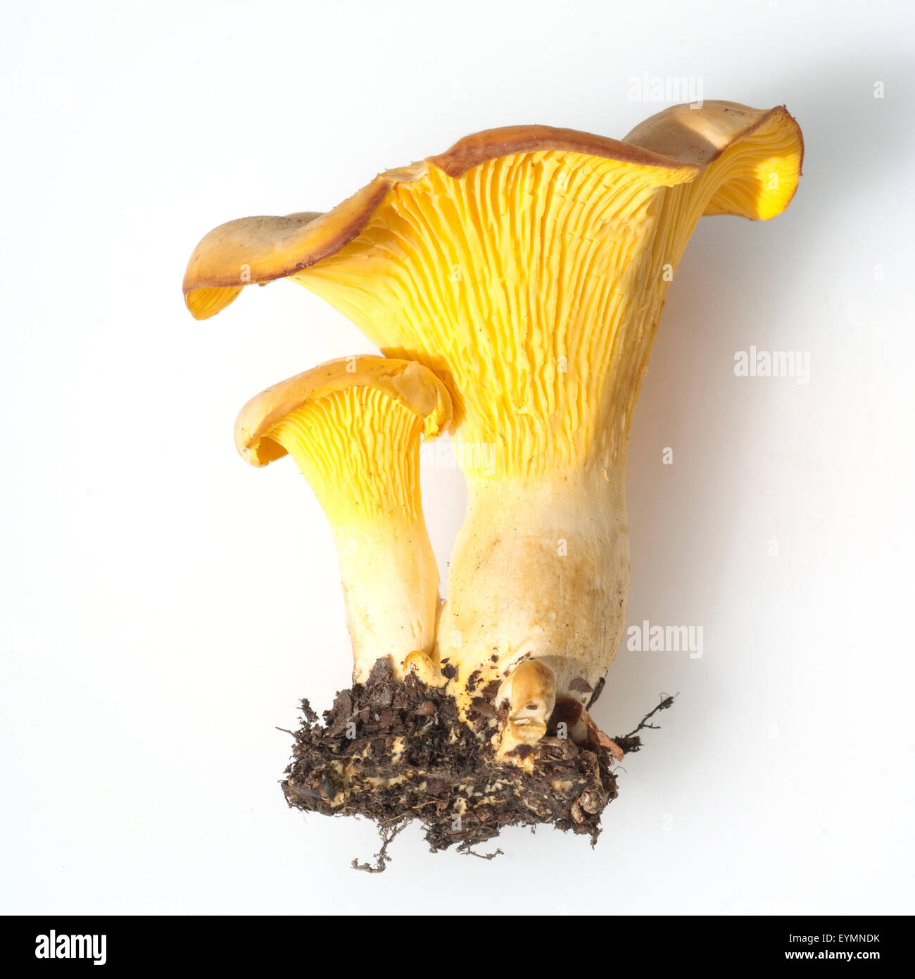 Pfifferlinge, Pfifferling, Eierschwamm, Cantharellus, cibarius Stock ...